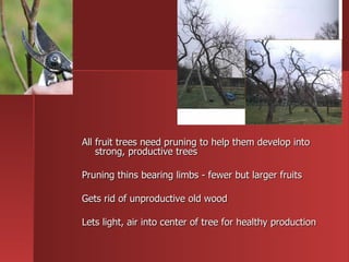 Fruits tree pruning | PPT