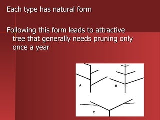 Fruits tree pruning | PPT