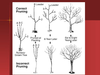 Fruits tree pruning | PPT