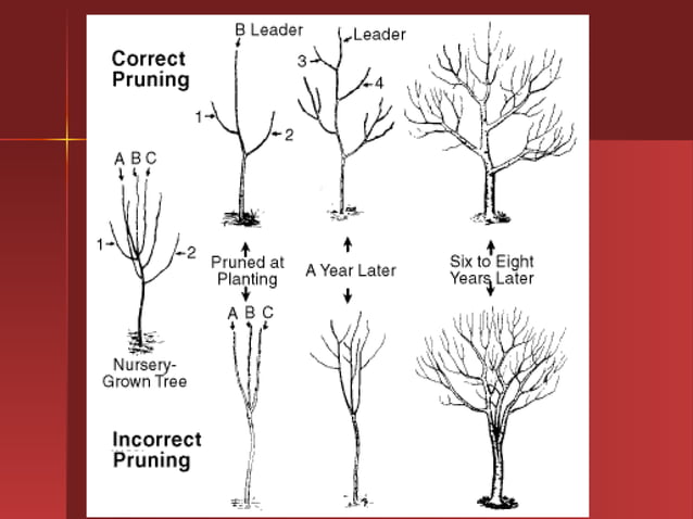 Fruits tree pruning | PPT