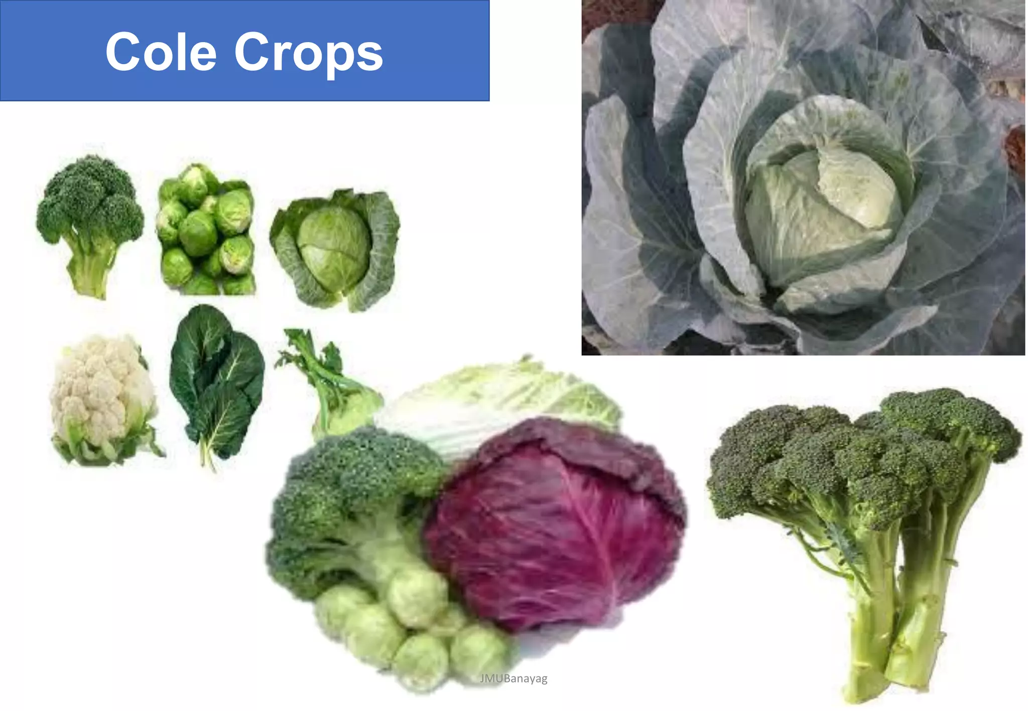 Fruits and Plantation Crops with Horticultural Classification | PDF