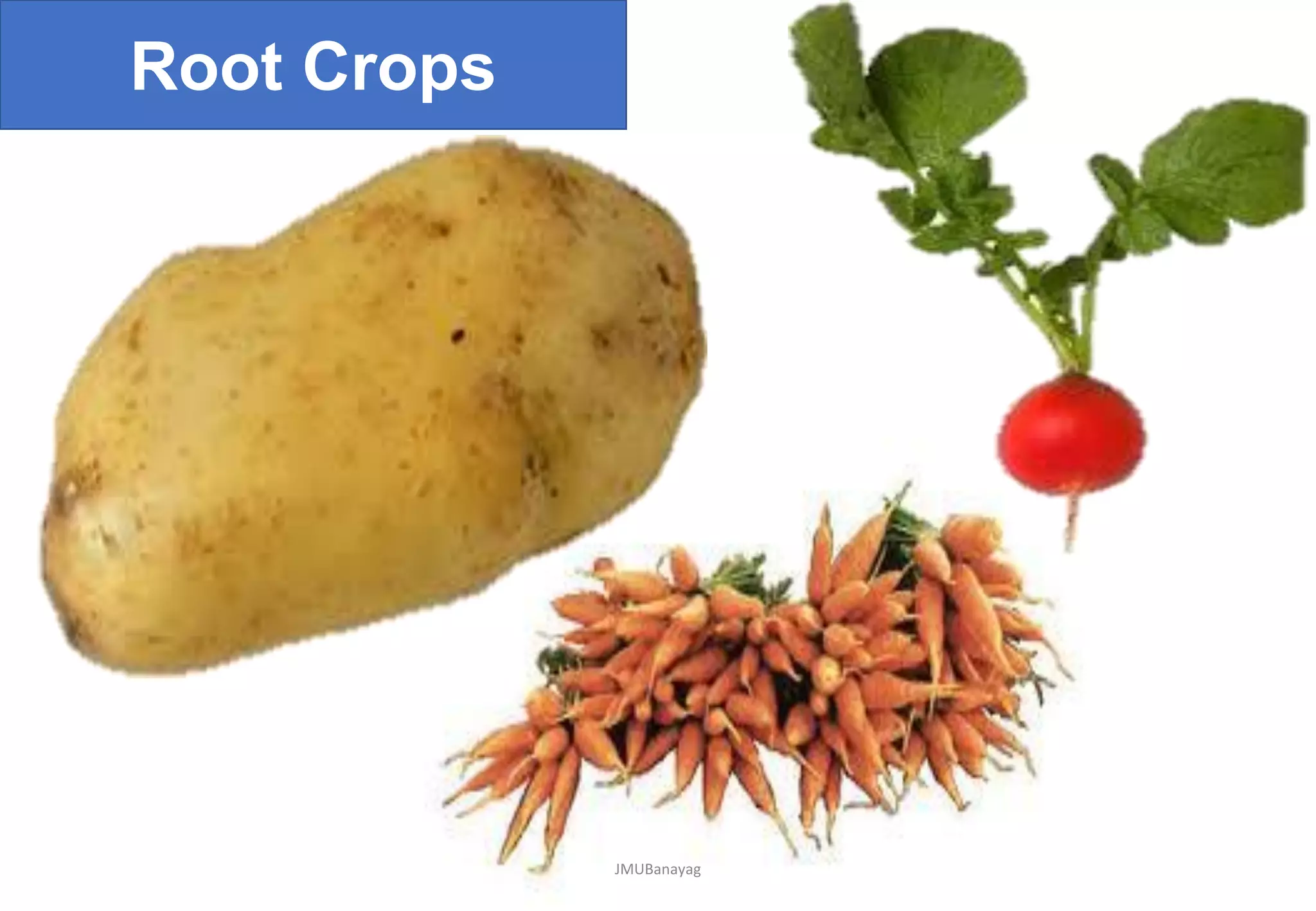 Fruits and Plantation Crops with Horticultural Classification | PDF