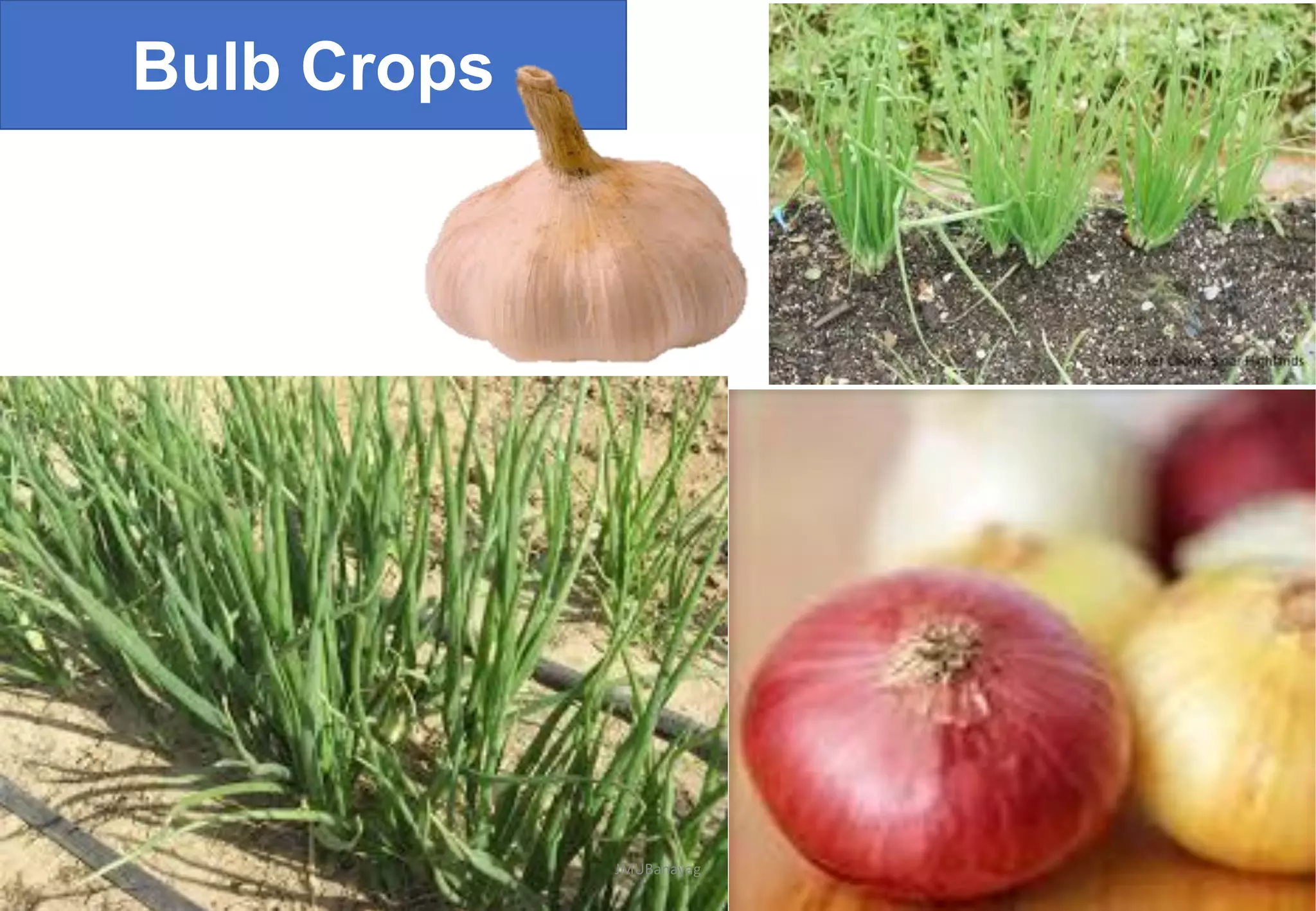 Fruits and Plantation Crops with Horticultural Classification | PDF