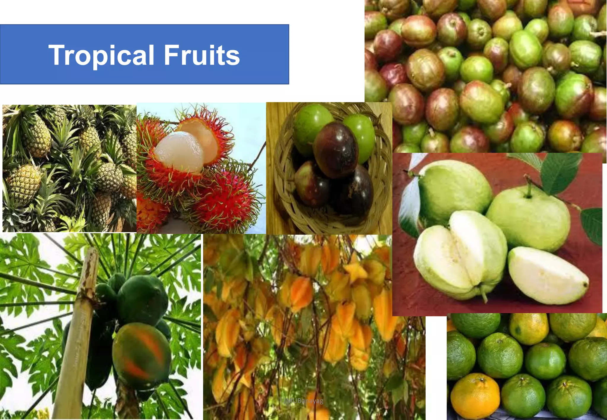 Fruits and Plantation Crops with Horticultural Classification | PDF