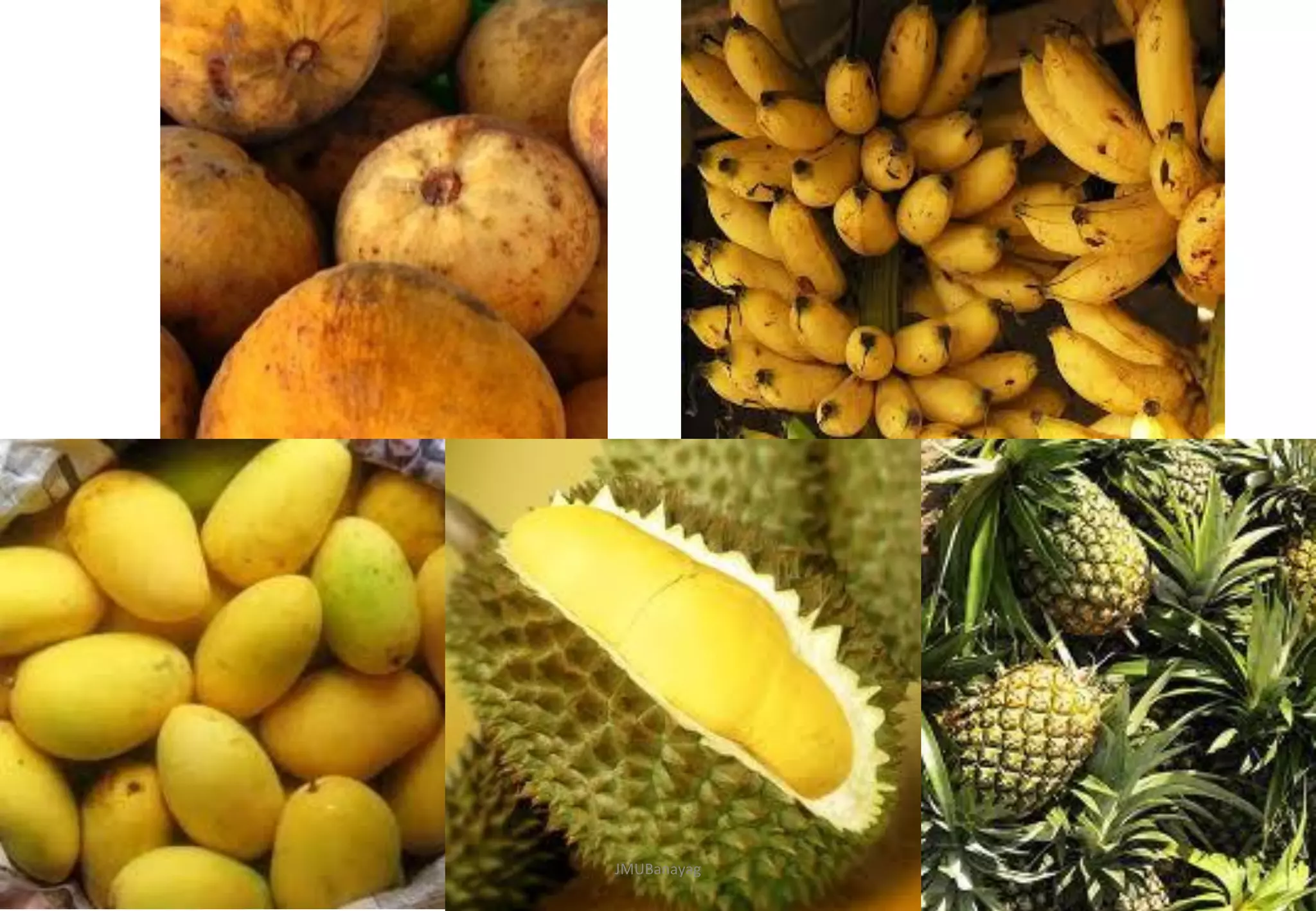 Fruits and Plantation Crops with Horticultural Classification | PDF