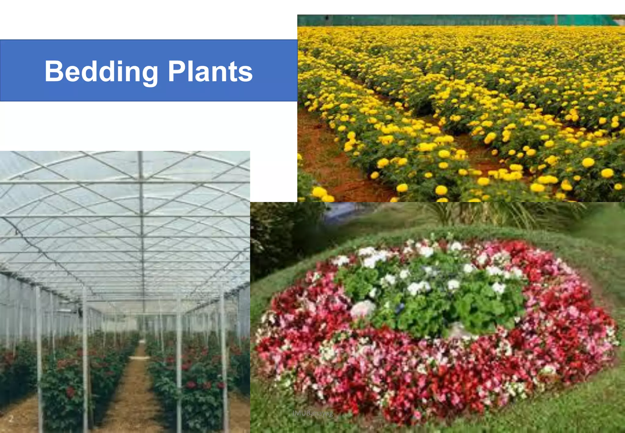 Fruits and Plantation Crops with Horticultural Classification | PDF
