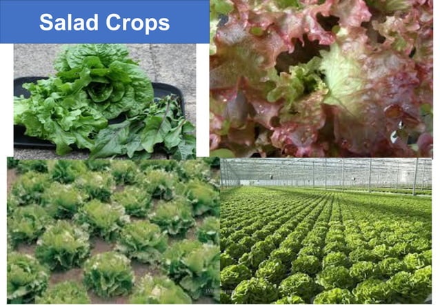 Fruits and Plantation Crops with Horticultural Classification | PDF ...