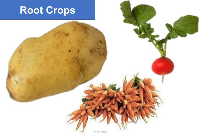 Fruits and Plantation Crops with Horticultural Classification | PDF ...