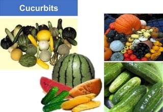 Fruits and Plantation Crops with Horticultural Classification | PDF