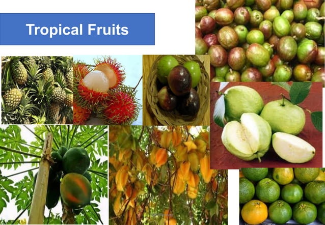 Fruits and Plantation Crops with Horticultural Classification | PDF ...