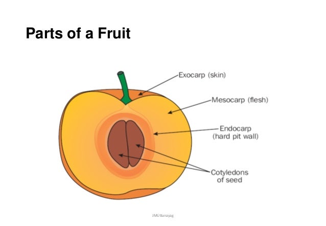 Fruits and Plantation Crops with Horticultural Classification