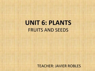 Fruits and seeds | PPT