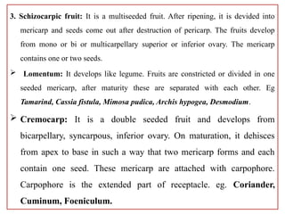 morphology of Fruits and Seed used as lecture note | PPTX