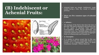 Fruits and their classification.pptx