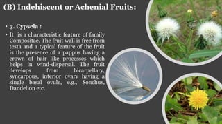 Fruits and their classification.pptx