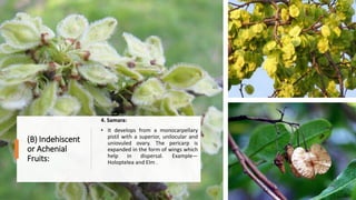 Fruits and their classification.pptx