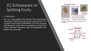 Fruits and their classification.pptx