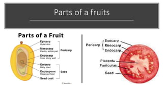 Fruits and their classification.pptx | Gardening | Home & Garden