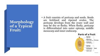 Fruits and their classification.pptx