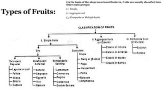 Fruits and their classification.pptx