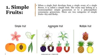Simple Fruits