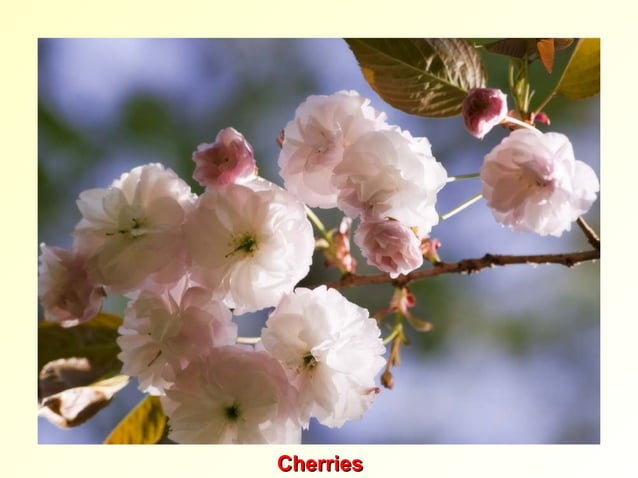 Fruits and their flowers | PPS