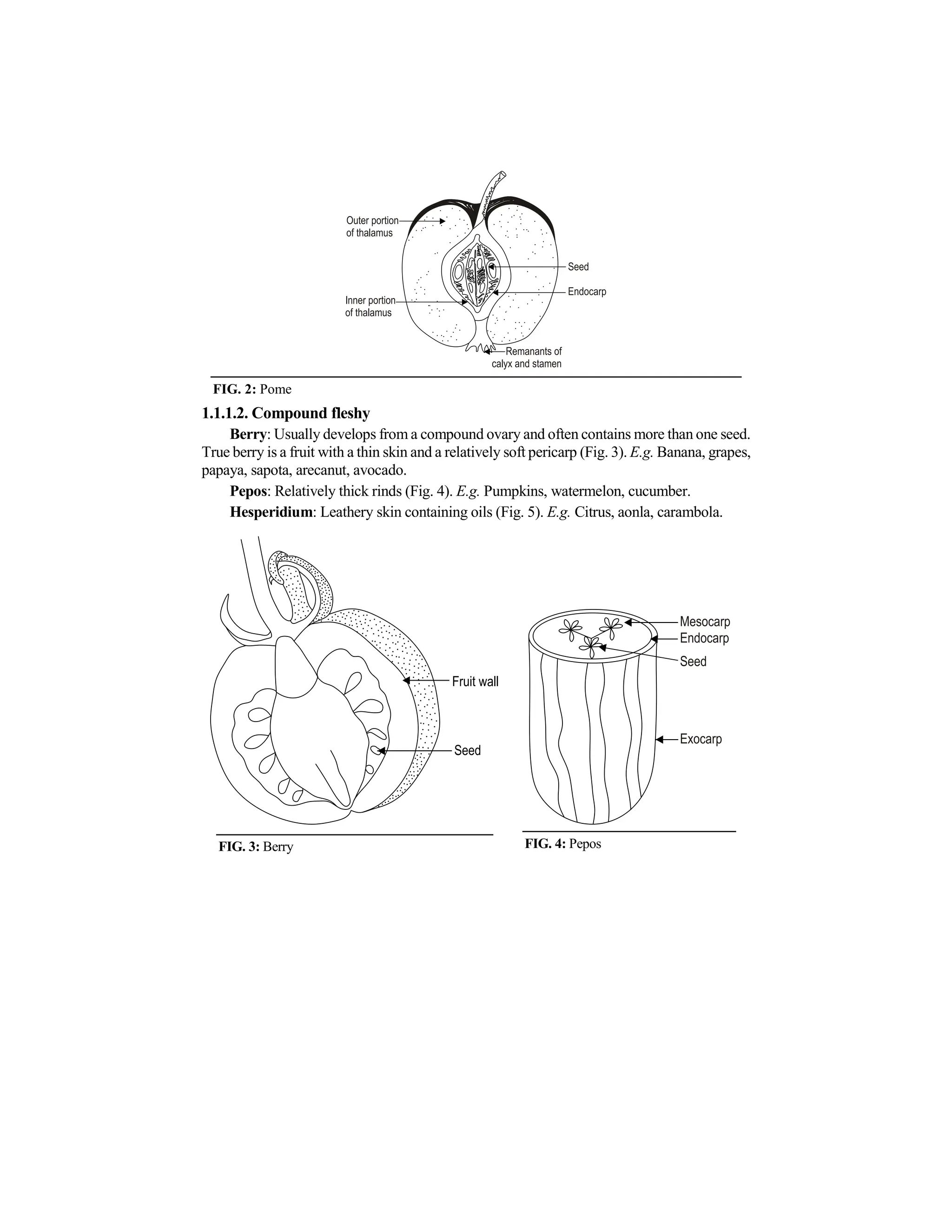 Fruits and their Structures - An overview .pdf