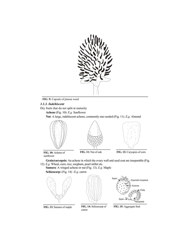 Fruits and their Structures - An overview .pdf