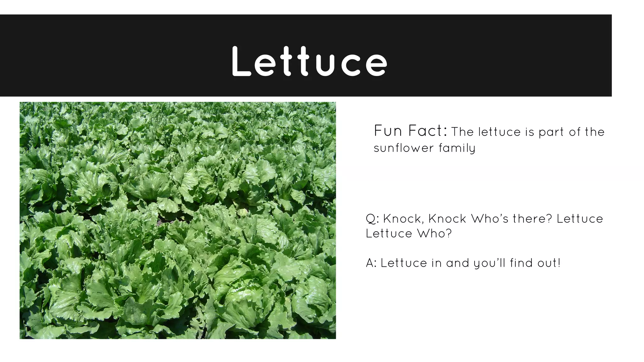 Fruits and veggies jokes | PDF