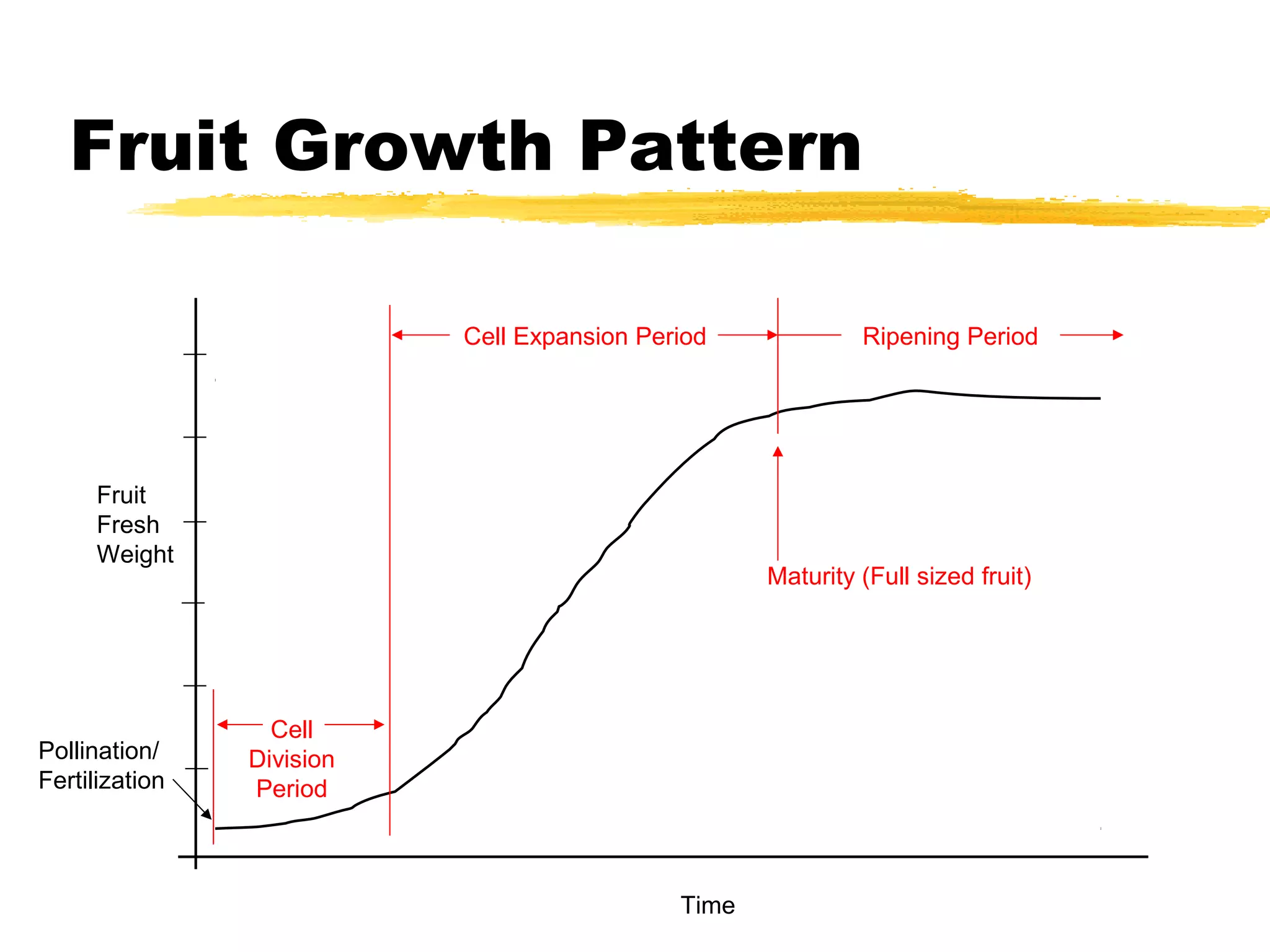 Fruits Development | PPT