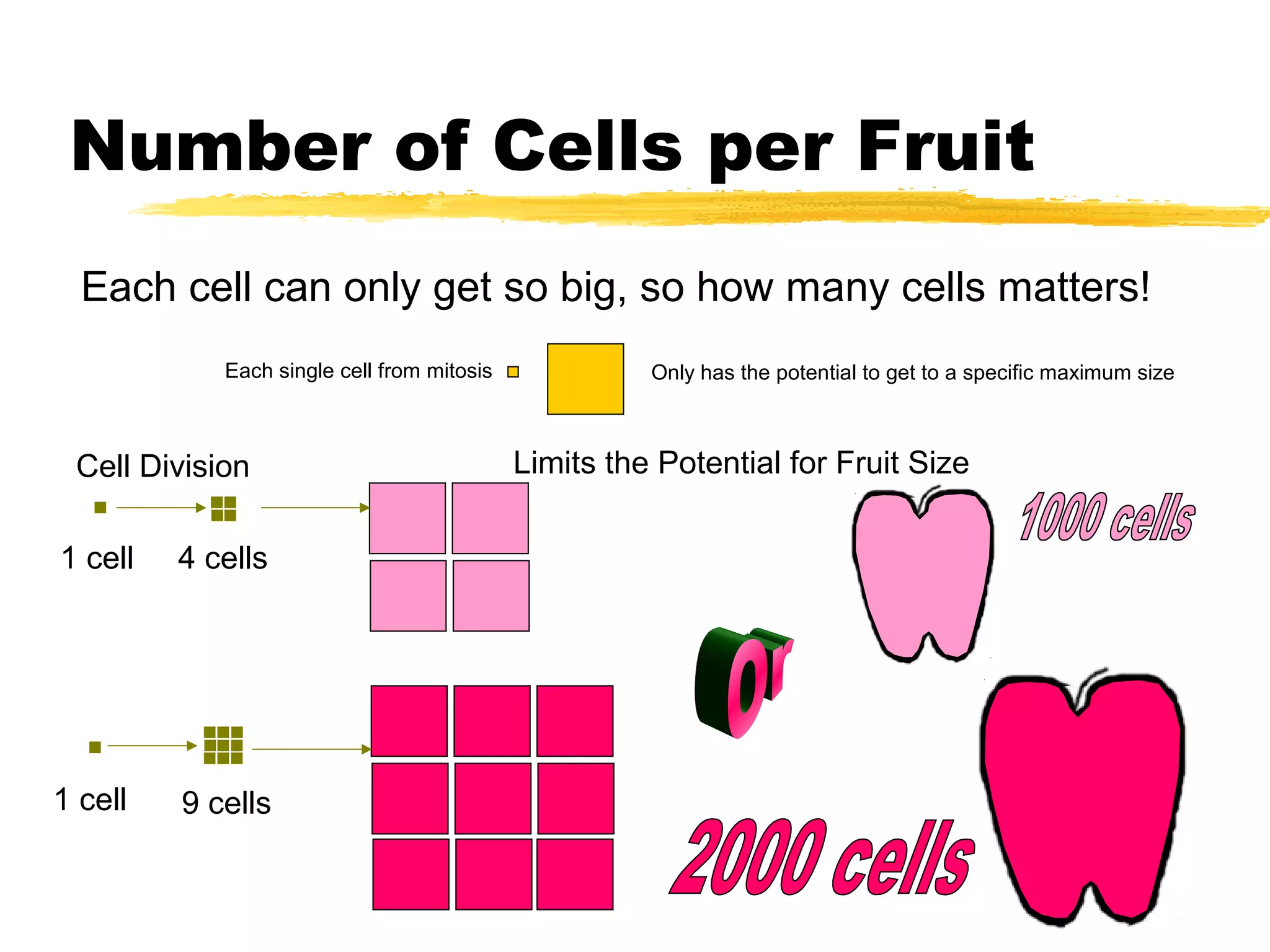 Fruits Development | PPT