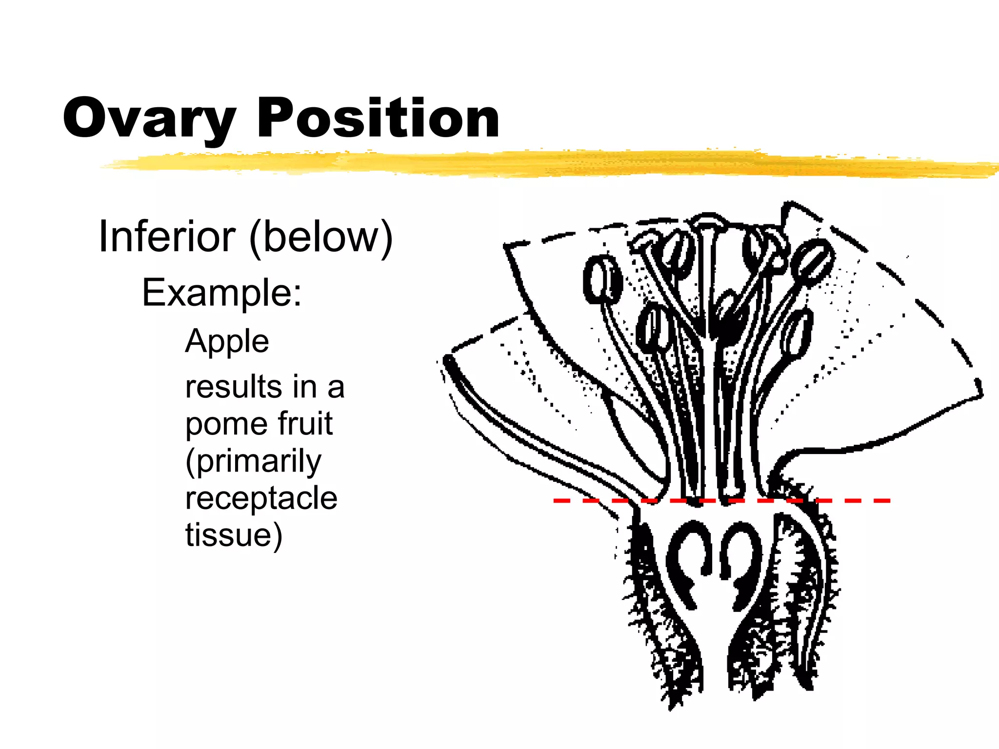 Fruits Development | PPT