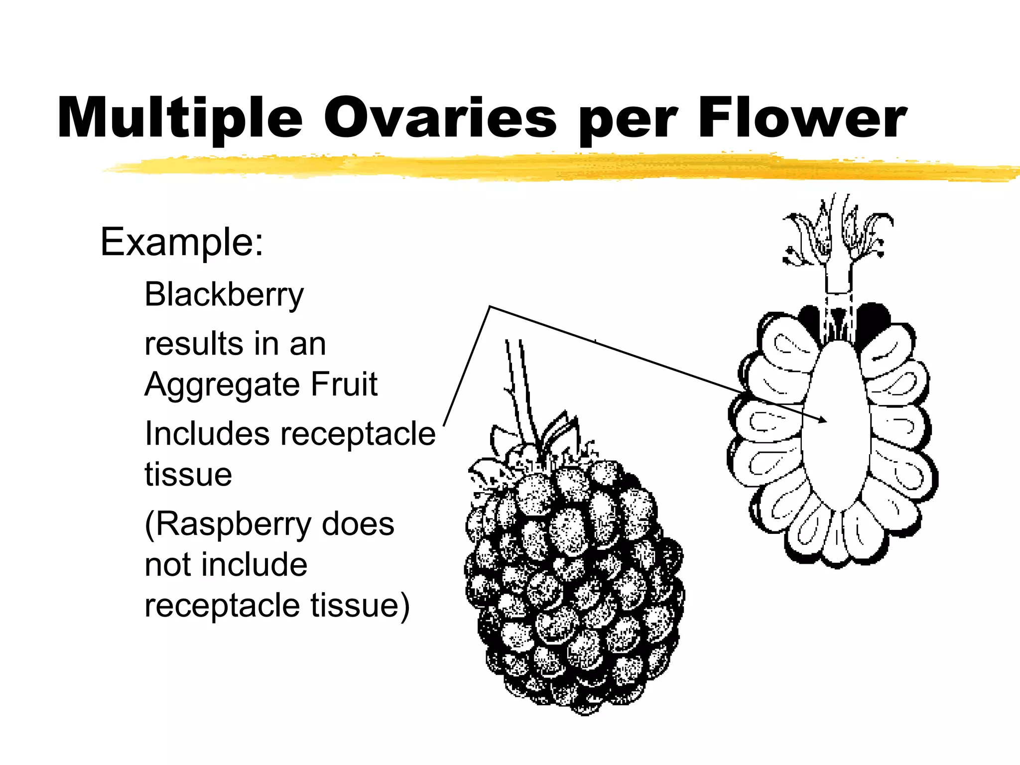 Fruits Development | PPT