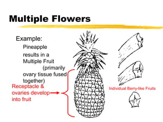 Fruits Development | PPT