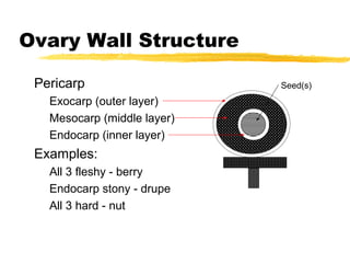 Fruits Development | PPT