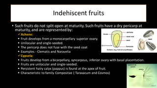 TYPES OF FRUITS- SIMPLE FRUITS, AGGREGATE FRUITS, COMPOSITE FRUITS | PDF