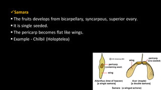 TYPES OF FRUITS- SIMPLE FRUITS, AGGREGATE FRUITS, COMPOSITE FRUITS | PDF