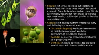 TYPES OF FRUITS- SIMPLE FRUITS, AGGREGATE FRUITS, COMPOSITE FRUITS | PDF