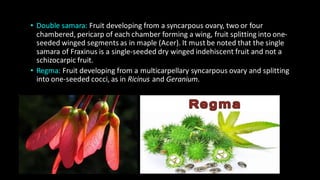 TYPES OF FRUITS- SIMPLE FRUITS, AGGREGATE FRUITS, COMPOSITE FRUITS | PDF
