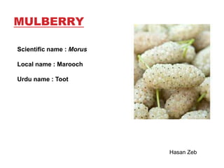 Fruits in gilgit baltistan | PPTX
