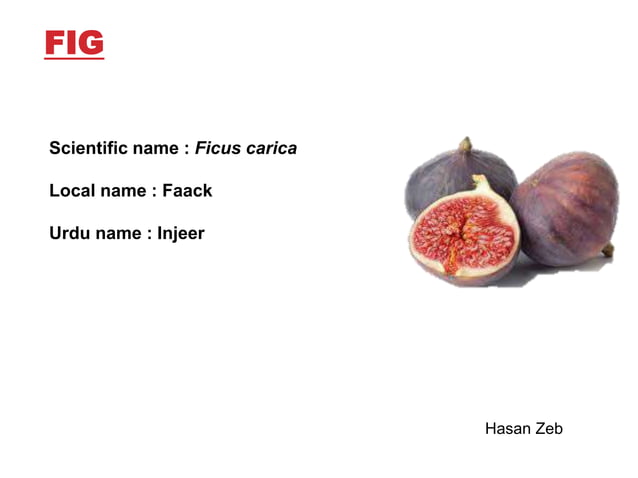 Fruits in gilgit baltistan | PPT