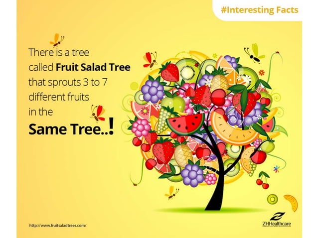 Fruit Facts! | PPTX