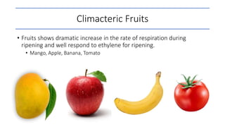 Fruits Ripening Chambers.pptx