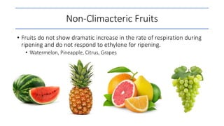 Fruits Ripening Chambers.pptx