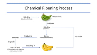 Fruits Ripening Chambers.pptx