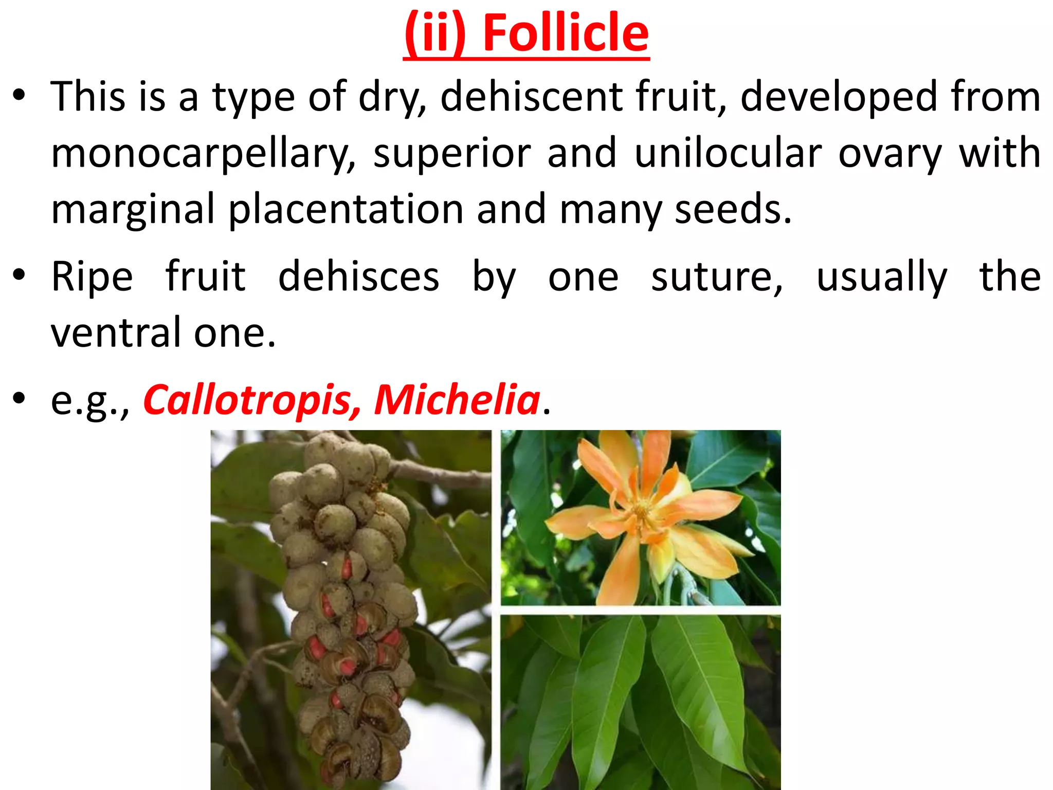 Fruits & seeds | PPTX