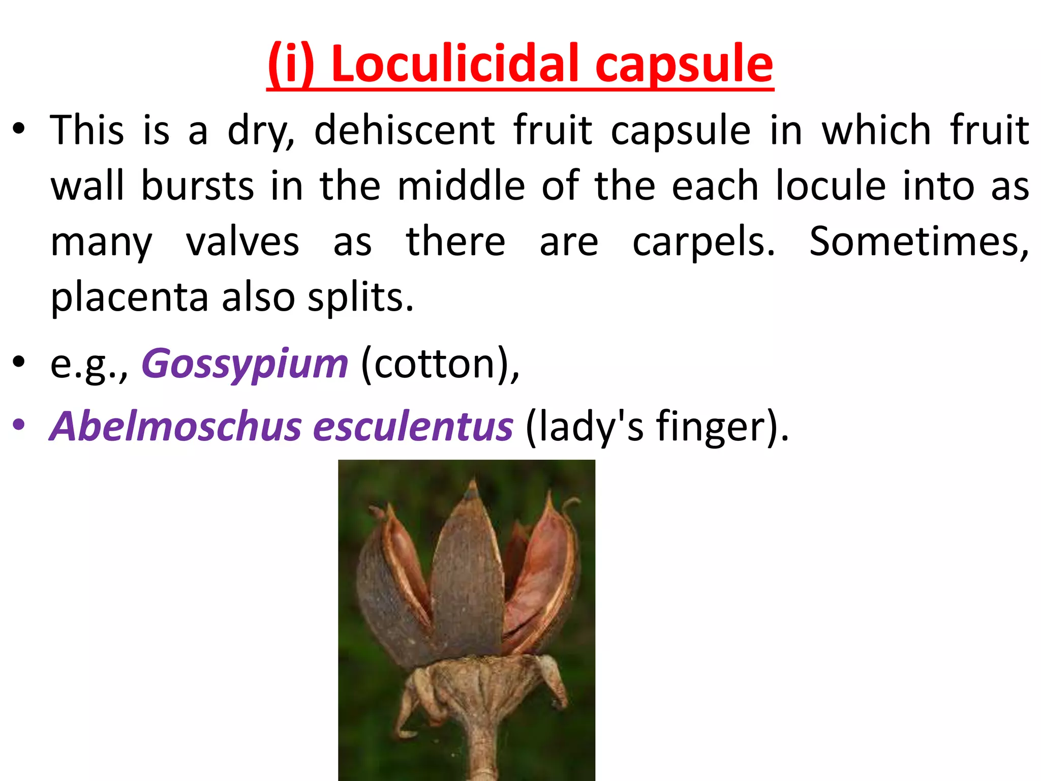 Fruits & seeds | PPTX