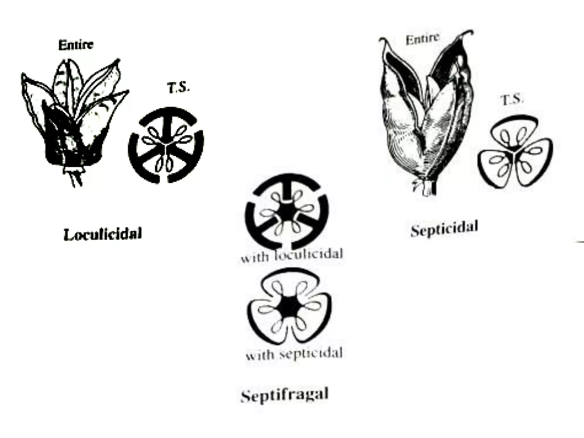 Fruits & seeds | PPTX