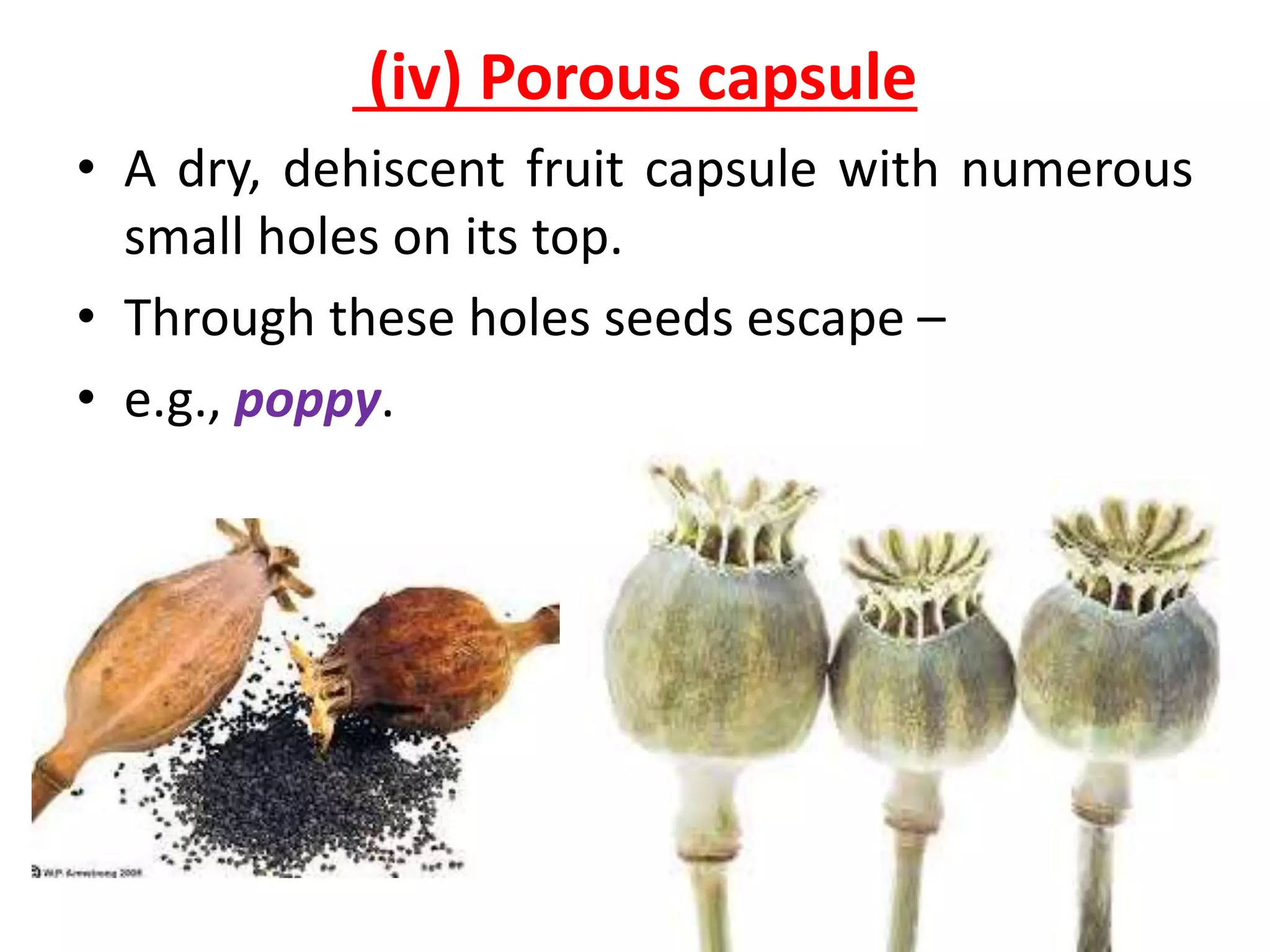 Fruits & seeds | PPTX