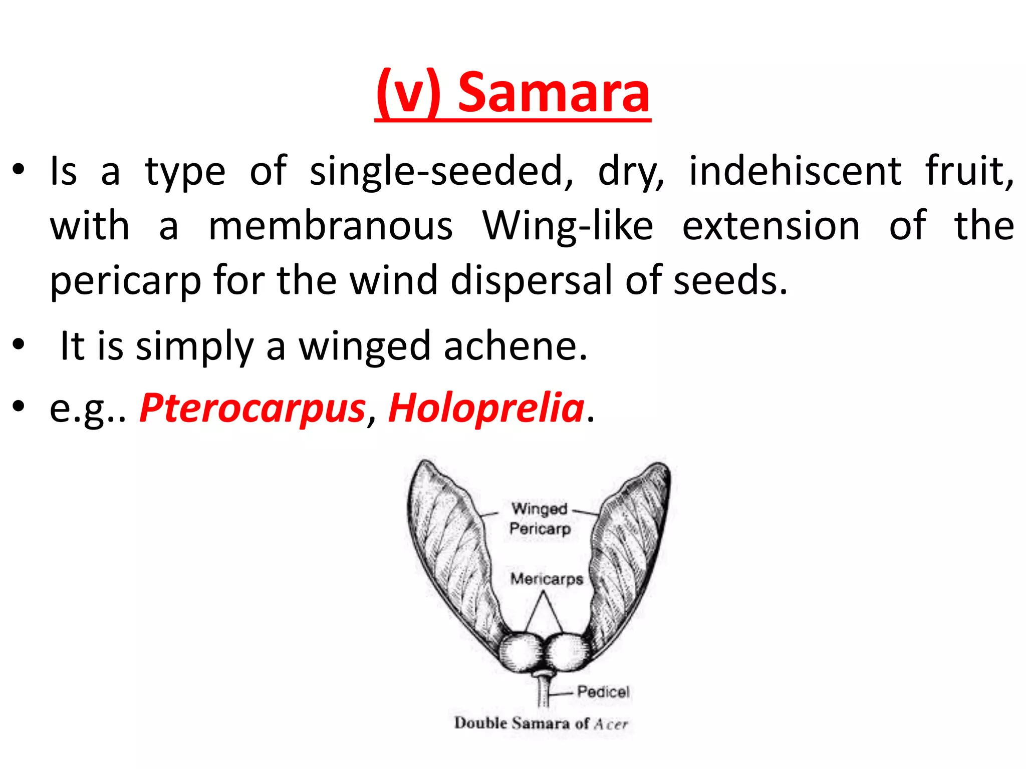 Fruits & seeds | PPTX